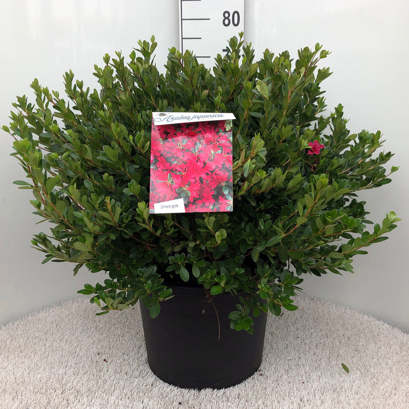 Azalea Japonica 'Toreador' kopen | Beste kwaliteit & prijs!
